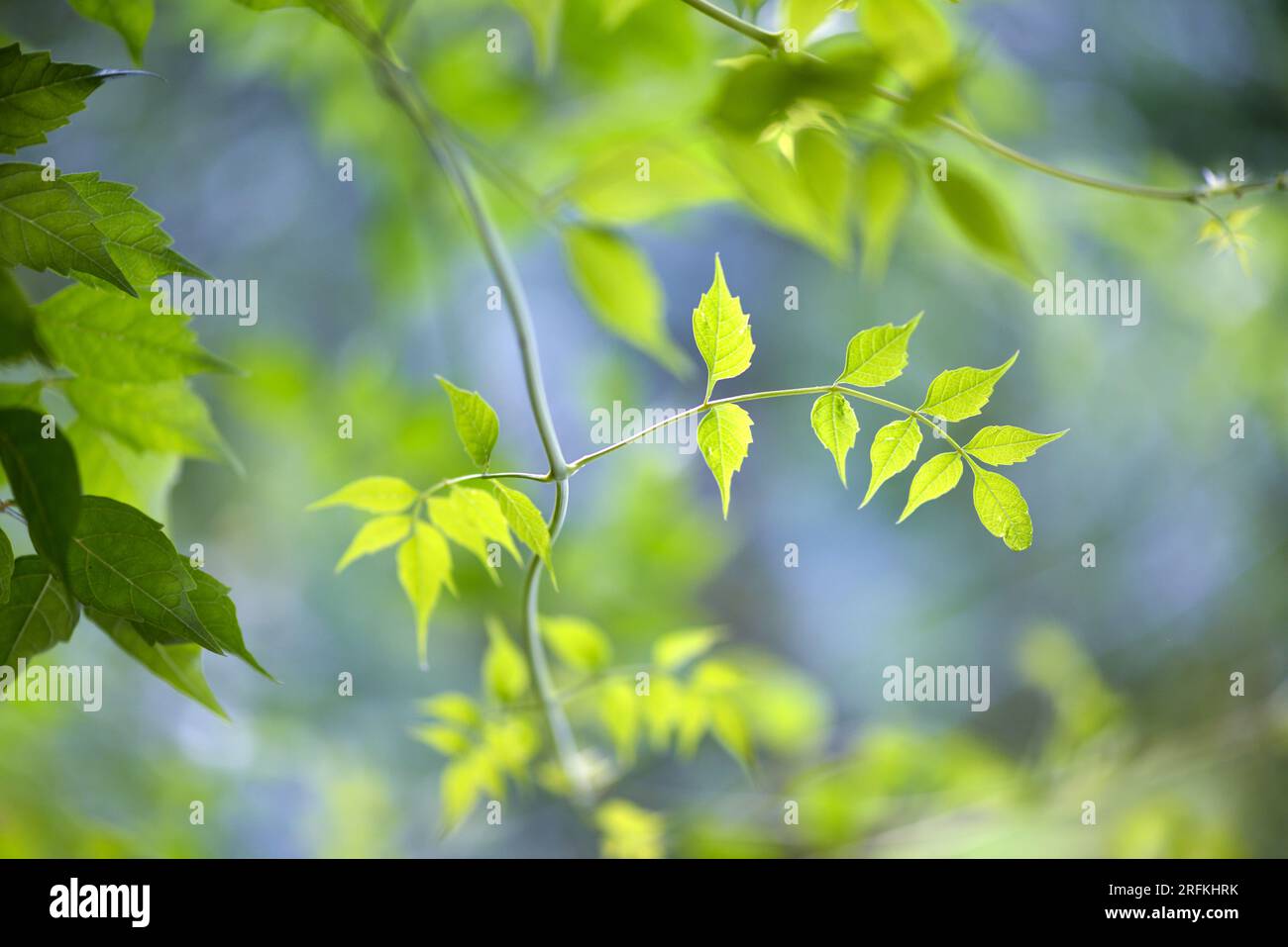 Nature of green leaf in garden at summer. Natural green leaves plants ...