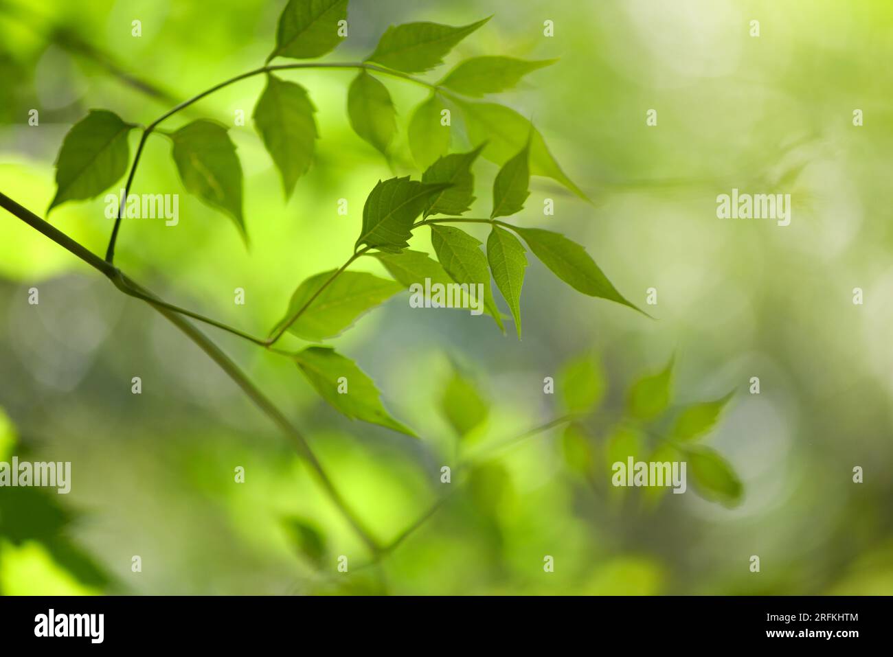 Nature of green leaf in garden at summer. Natural green leaves plants ...