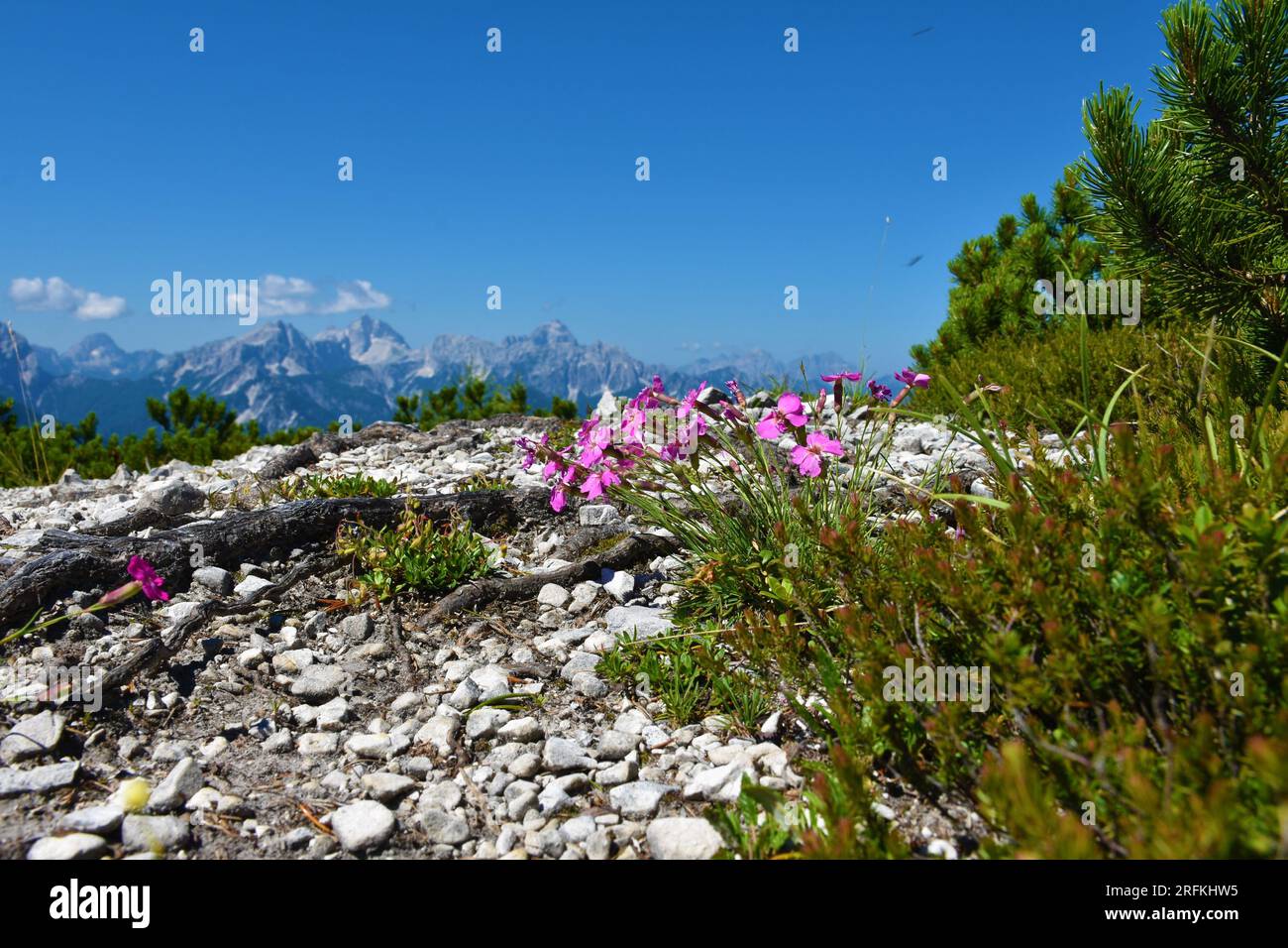 Group of wood pink (Dianthus sylvestris) flowers and mountain peaks in ...
