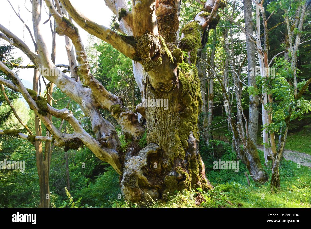 Trunk of a dead wych elm (Ulmus glabra) tree Stock Photo - Alamy