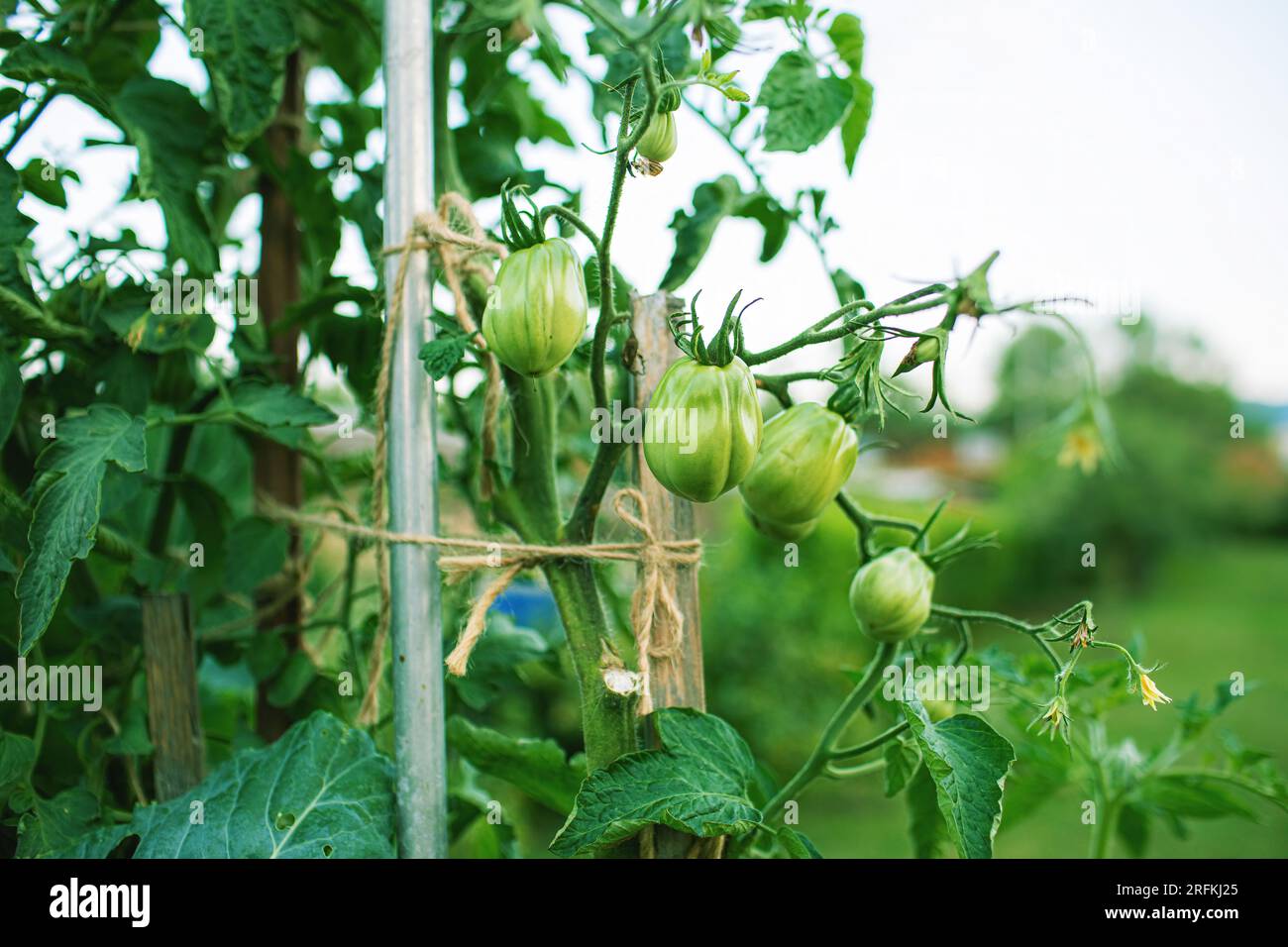 Tomatoes growing in the garden in container. High quality photo Stock ...