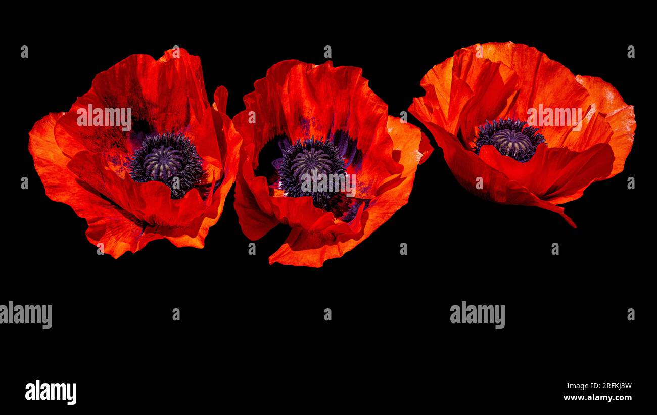 Poppies of bamburgh hi-res stock photography and images - Alamy