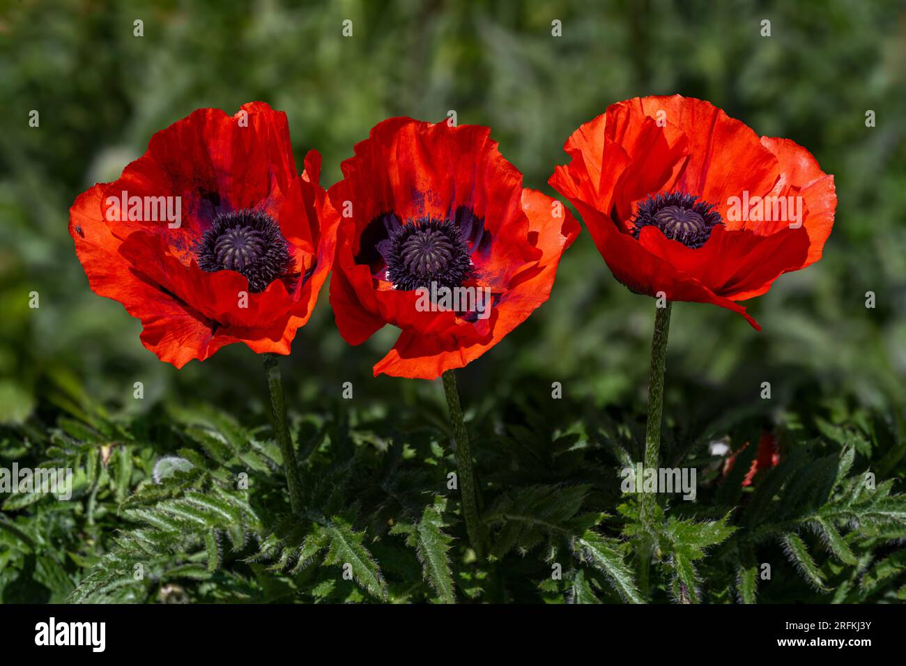 Poppies of bamburgh hi-res stock photography and images - Alamy