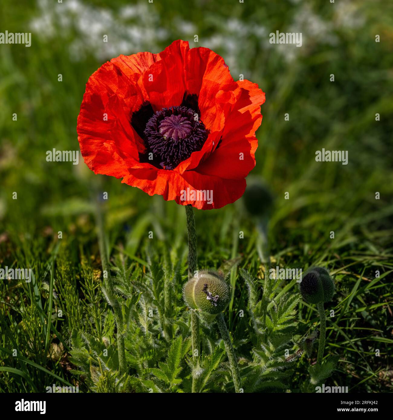 Poppy field northumberland hi-res stock photography and images - Alamy