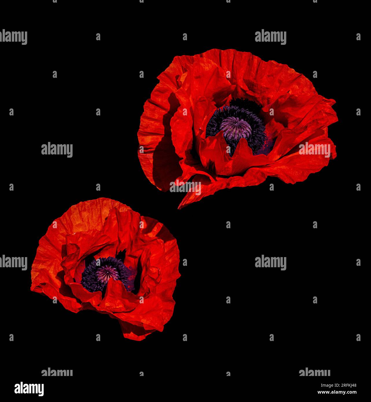 Poppies of bamburgh hi-res stock photography and images - Alamy