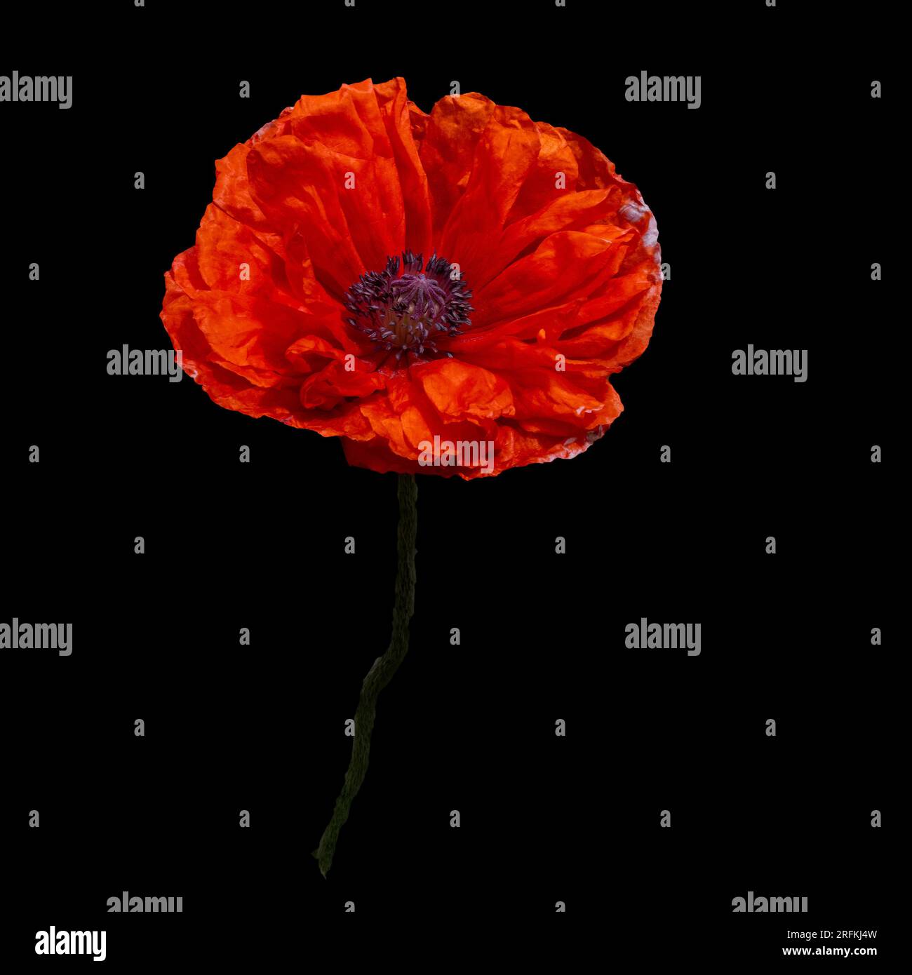 Poppy field northumberland hi-res stock photography and images - Alamy