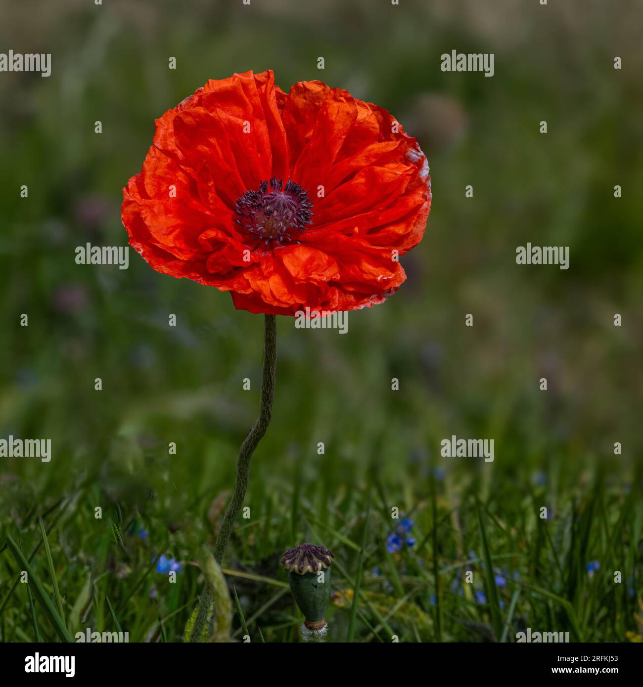 Poppy field northumberland hi-res stock photography and images - Alamy