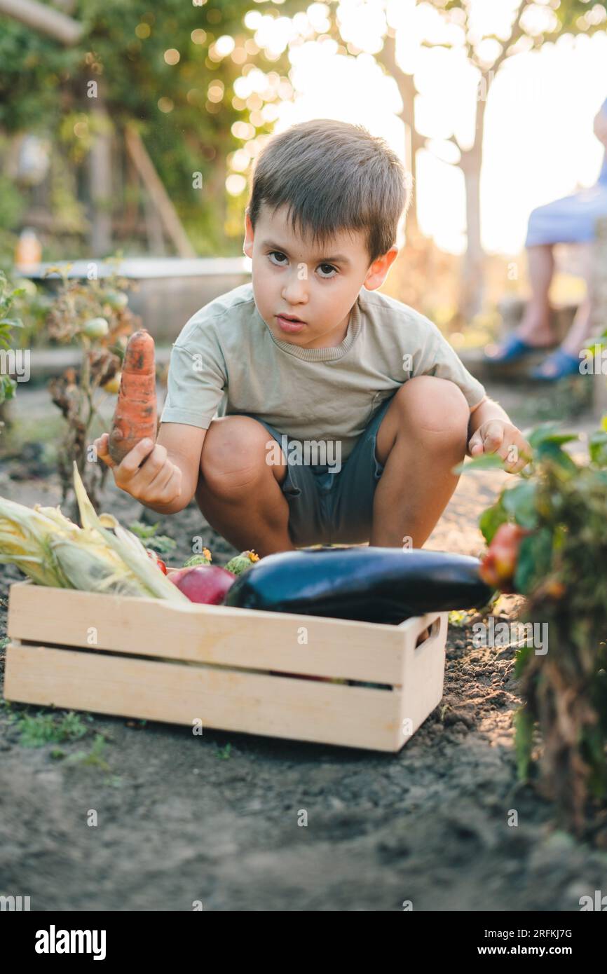 Cute little boy collecting organic carrot in wooden crate with fresh ...