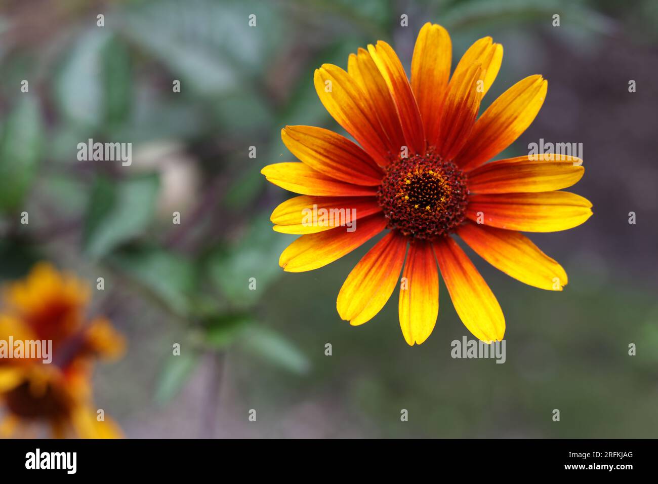 Burning hearts false sunflower hi-res stock photography and images - Alamy