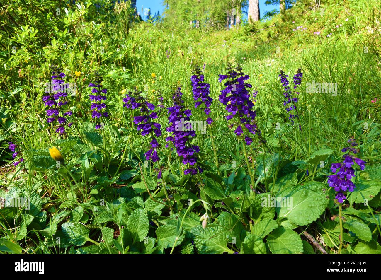 Purple dragon mouth or pyrenean dead-nettle (Horminum pyrenaicum ...