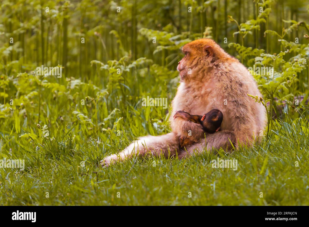 Trentham monkey forest hi-res stock photography and images - Alamy