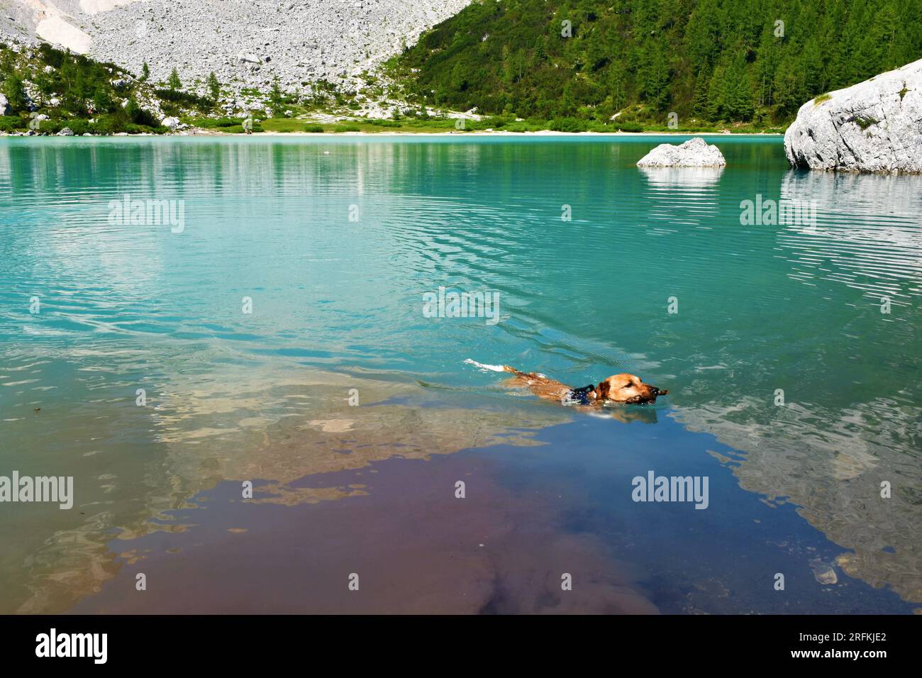 Jack Russell Terrier brown and white small dog swimming in lake Sorapis ...