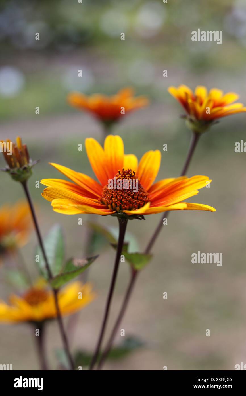 Burning hearts false sunflower hi-res stock photography and images - Alamy