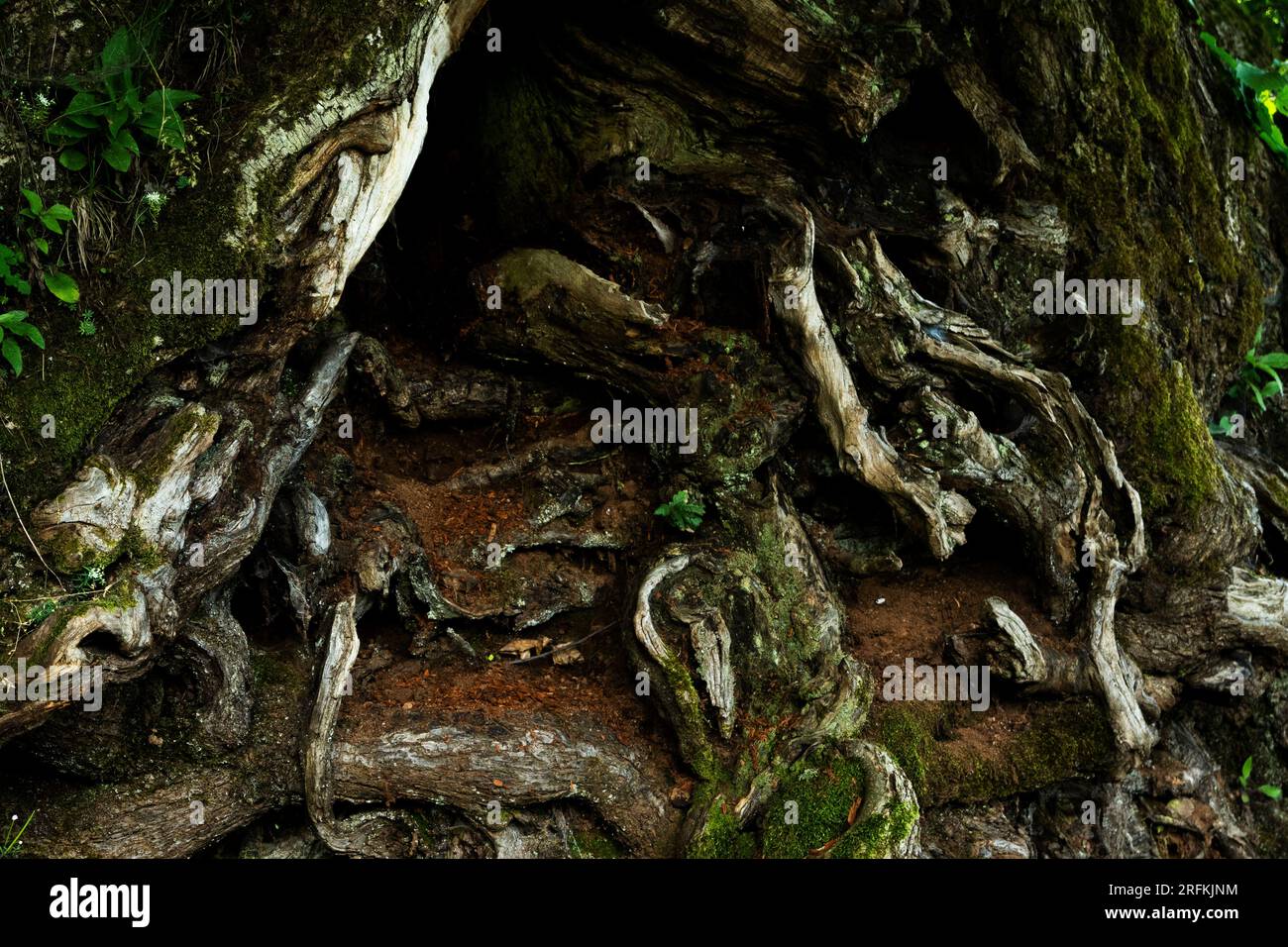 Large tree roots, huge rough tree rhizome Stock Photo - Alamy