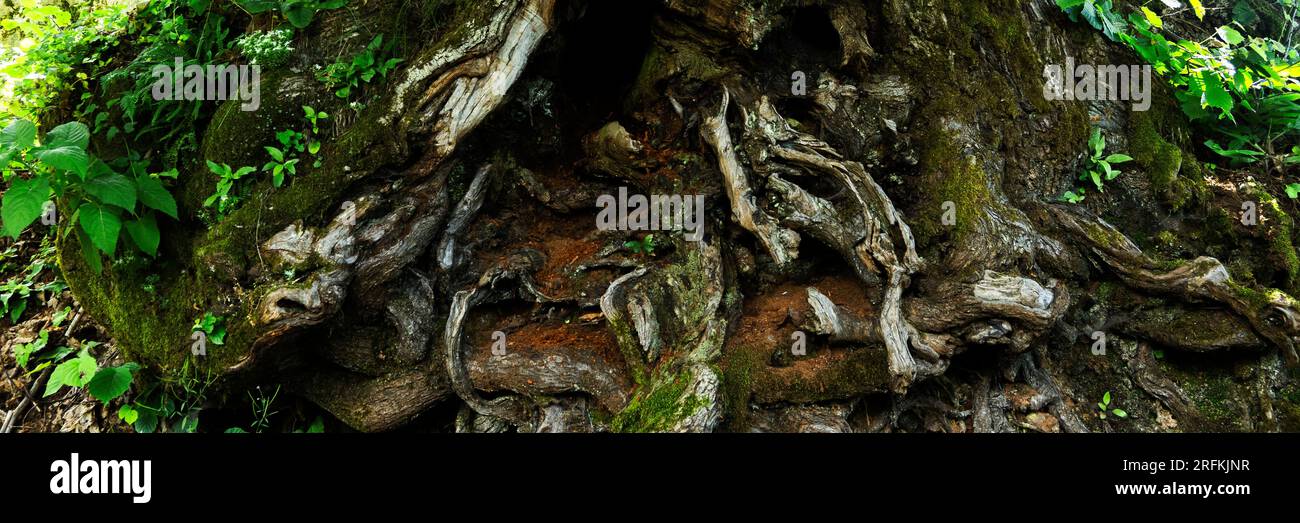 Large tree roots, huge rough tree rhizome Stock Photo - Alamy