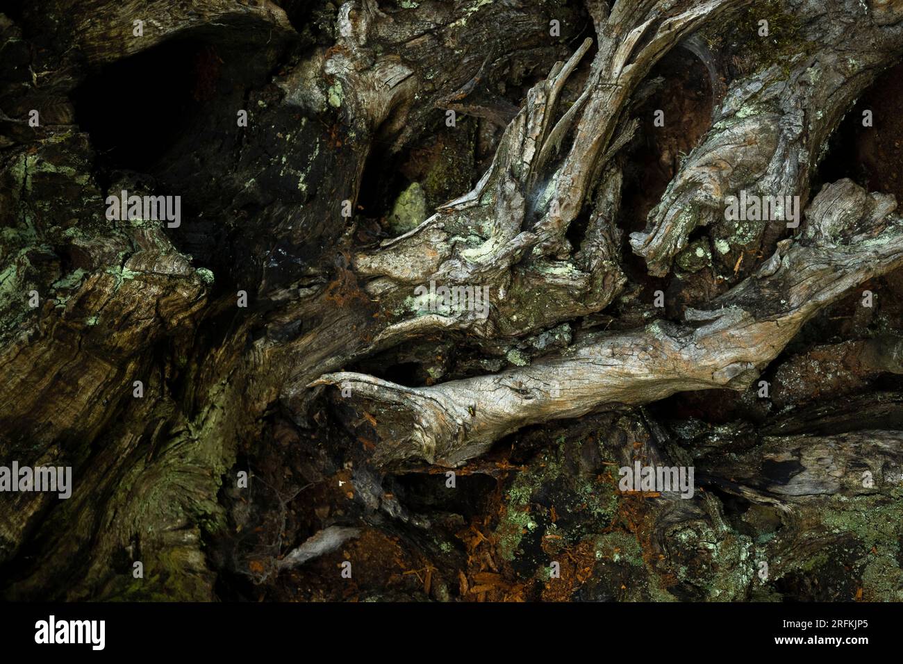 Large tree roots, huge rough tree rhizome Stock Photo - Alamy
