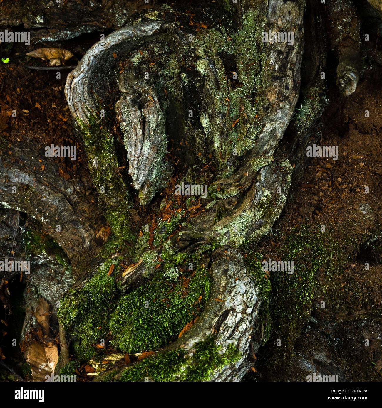 Large tree roots, huge rough tree rhizome Stock Photo - Alamy