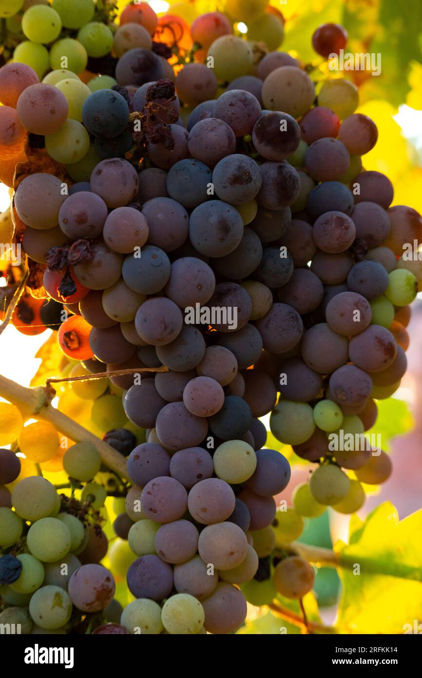 Bunch of colorful grapes, viticulture and agriculture concept Stock ...