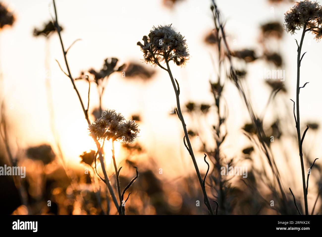 Silhoette di wildflowers against golden sunset background Stock Photo ...