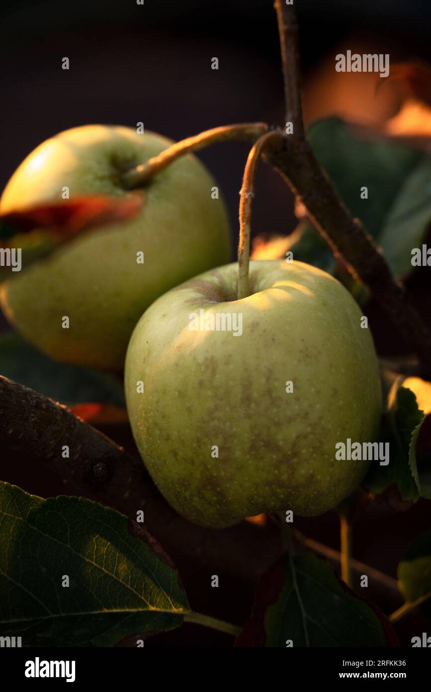 Fresh raw apples hanging on the tree, agricultural concept Stock Photo ...