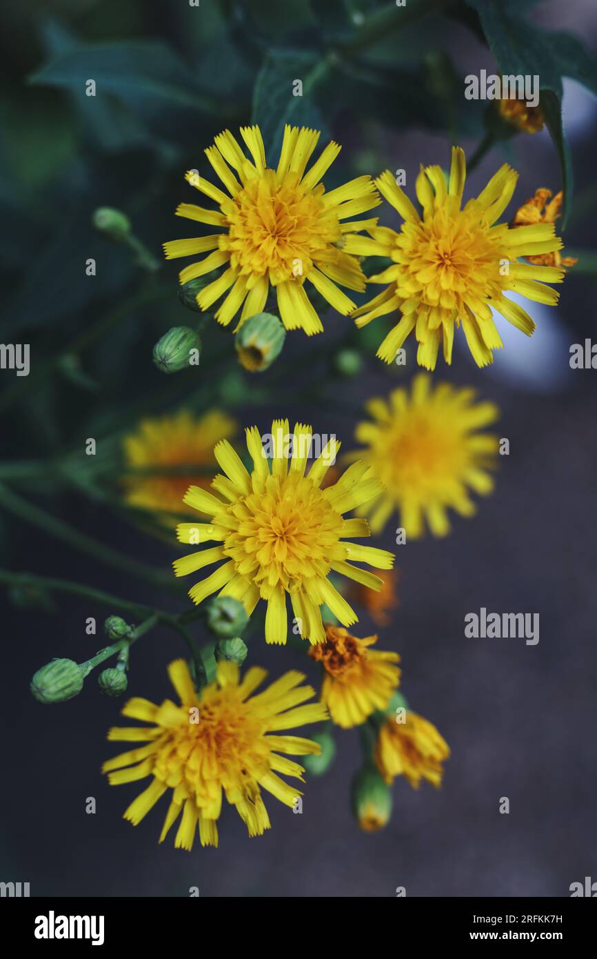 Hieracium, known by the common name hawkweed and classically as ...