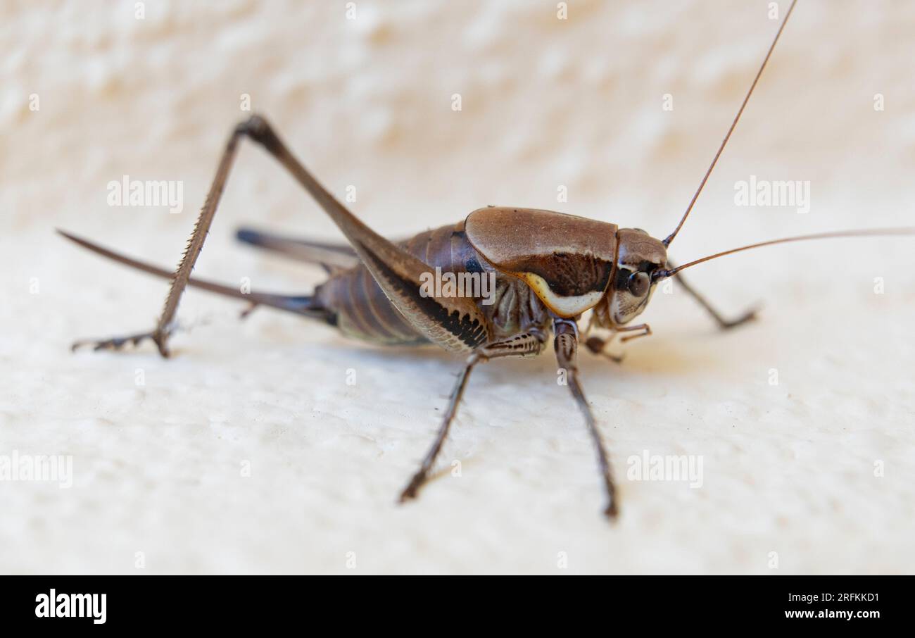 Cockroach beetle hi-res stock photography and images - Alamy