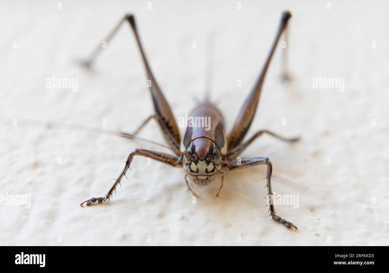 Cockroach beetle hi-res stock photography and images - Alamy