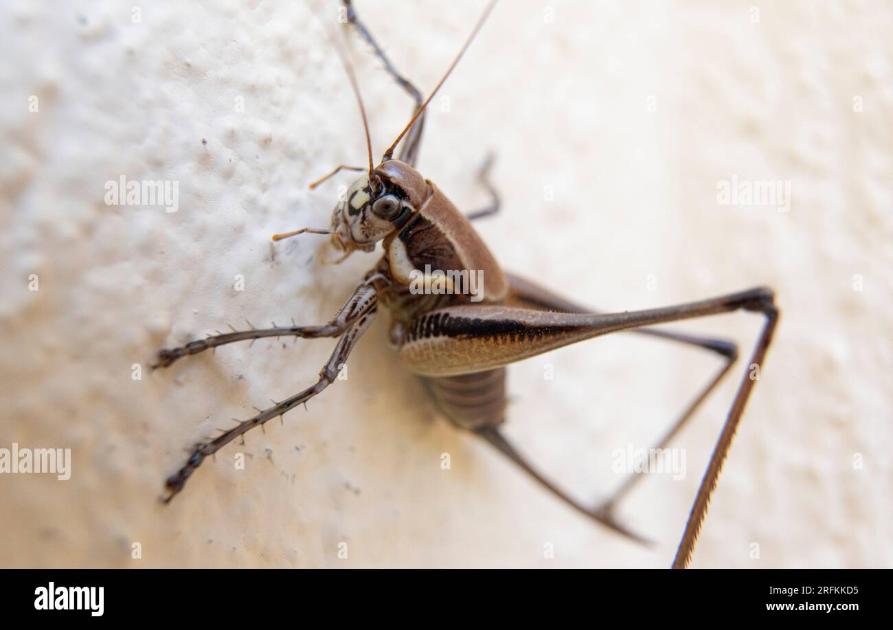 Close up of cricket on the white wall. Macro photography of cricket ...