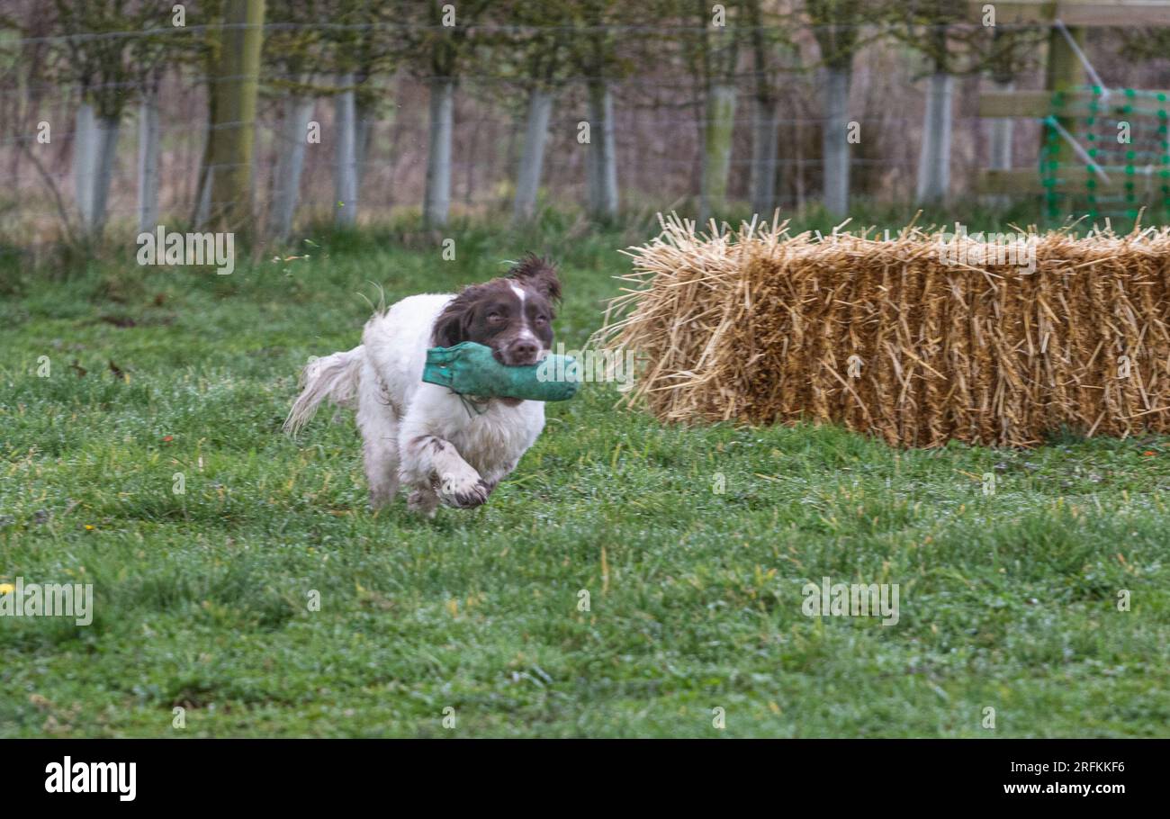 Working Springer and Cocker Spaniels gun dog training session ...