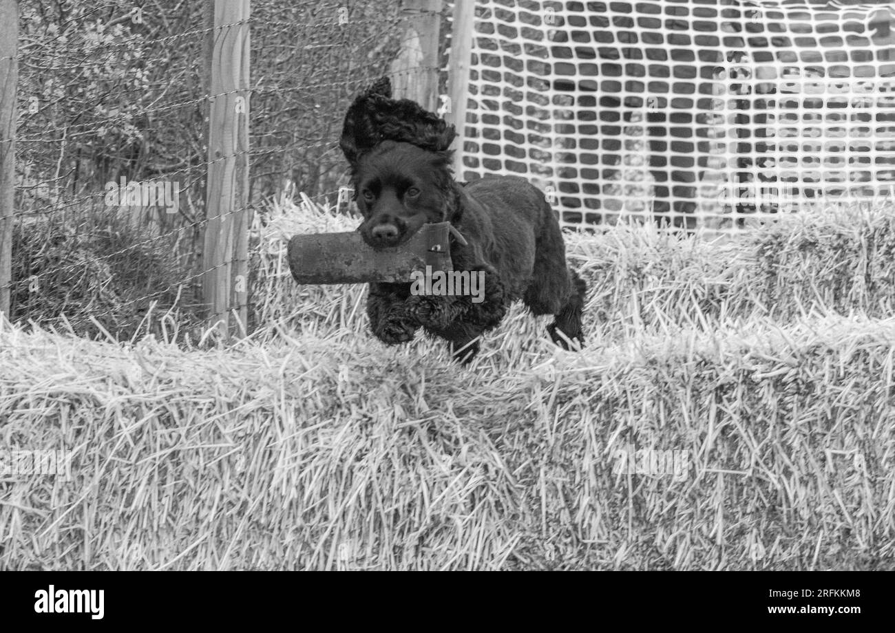 Gun dog dummy Black and White Stock Photos & Images - Alamy