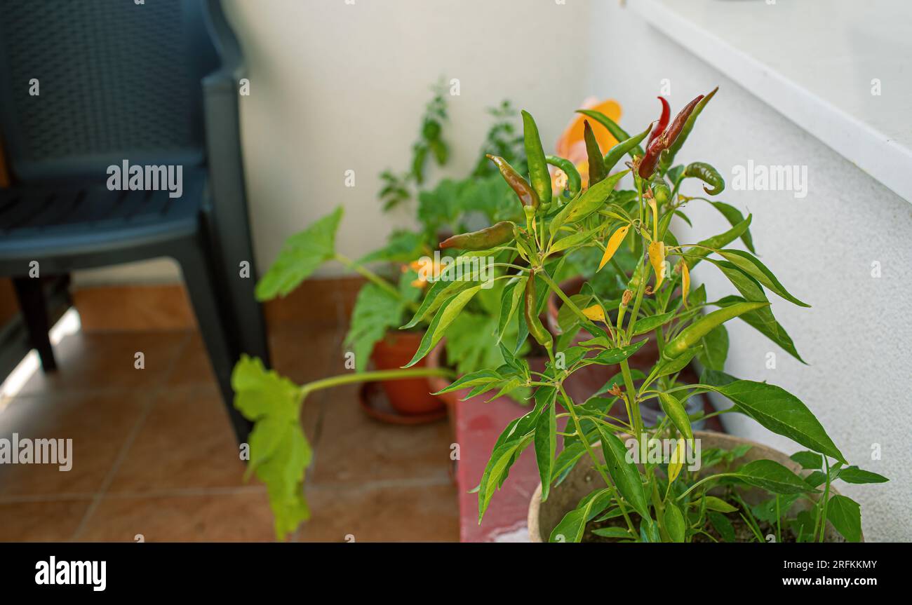Chilli plant balcony hi-res stock photography and images - Alamy