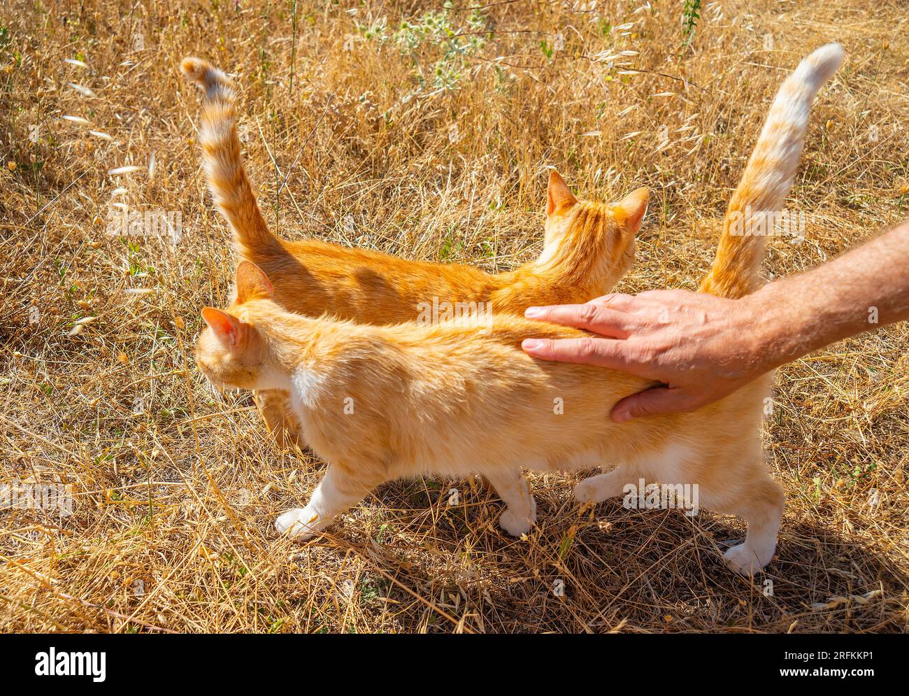 Man stroking cats Stock Photo - Alamy