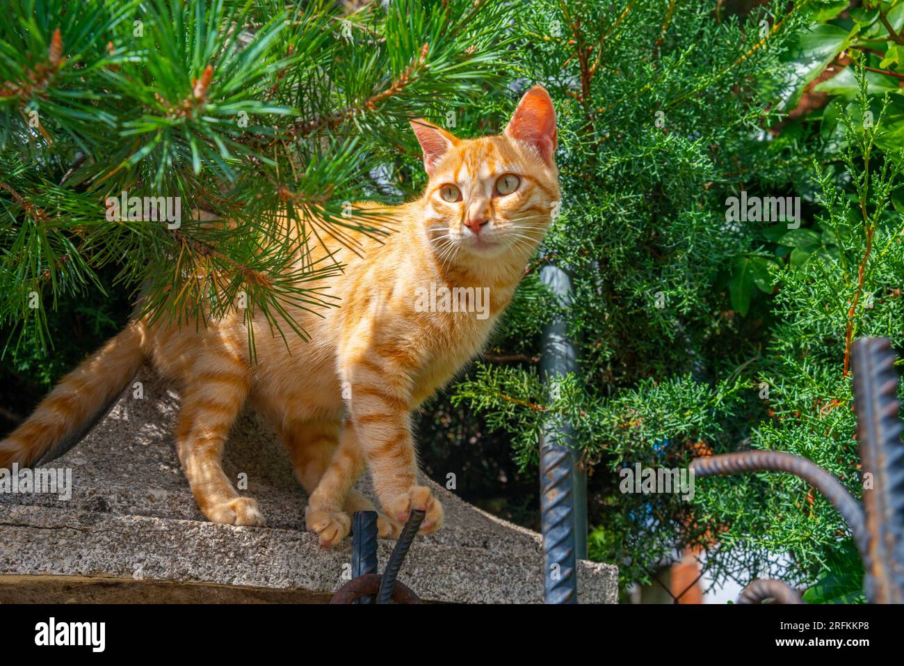Orange tabby cat Stock Photo - Alamy