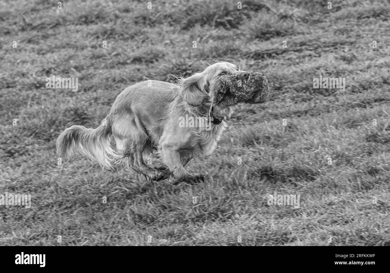 Black cocker Black and White Stock Photos & Images - Alamy