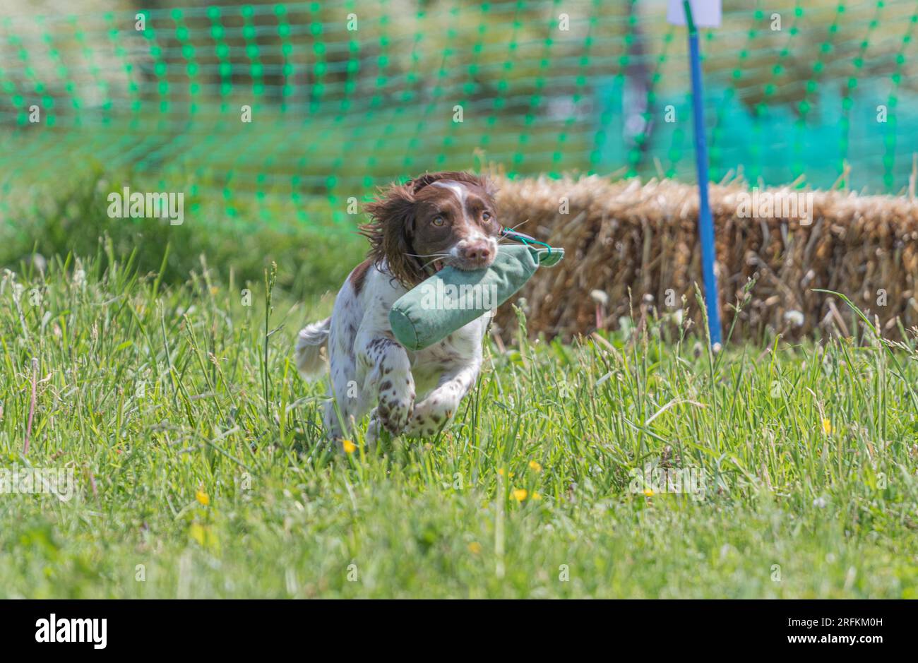 Working Springer and Cocker Spaniels gun dog training session ...