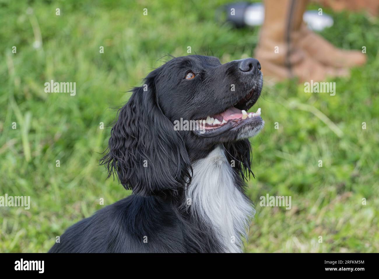 Working Springer and Cocker Spaniels gun dog training session ...
