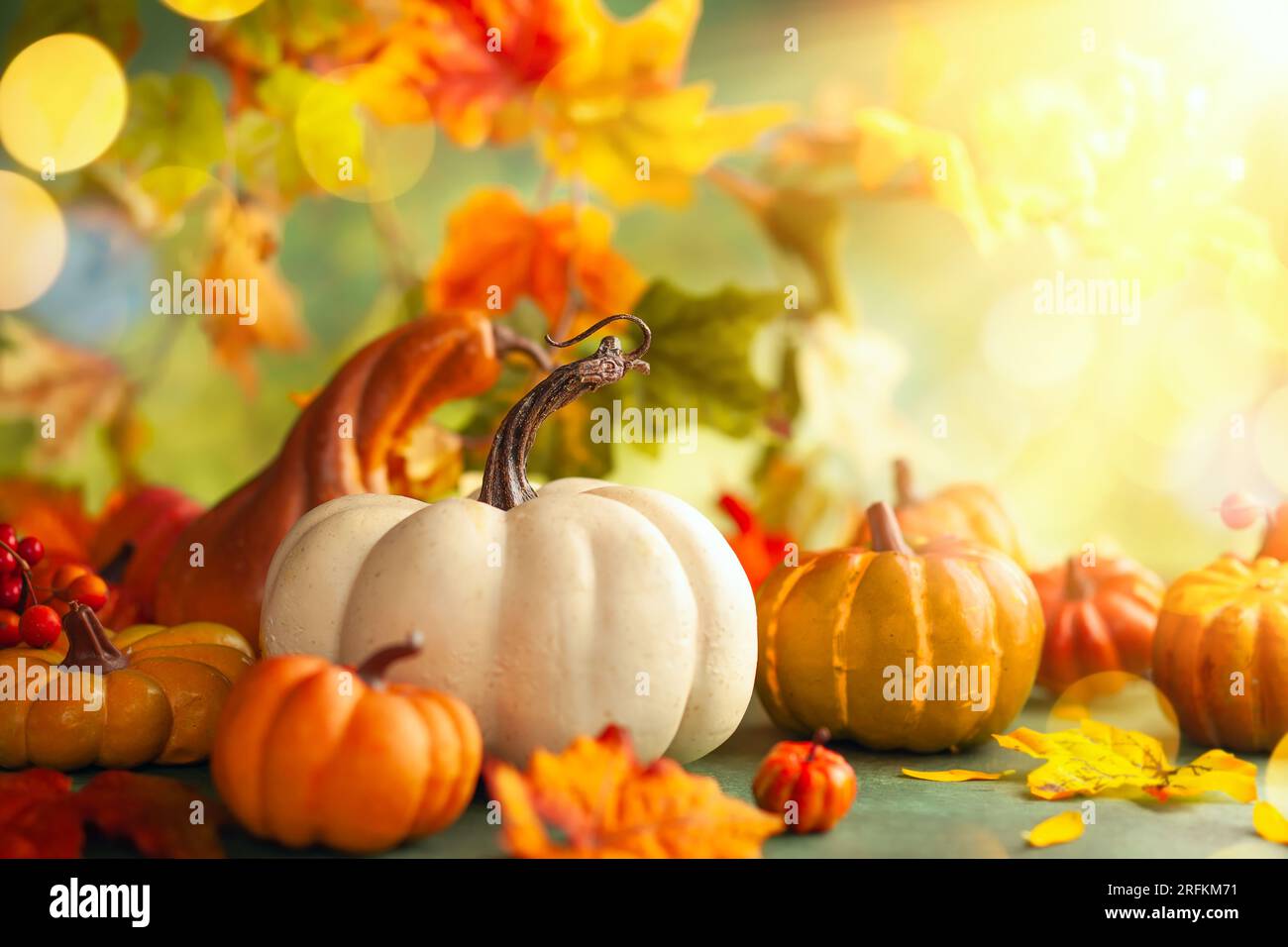 Festive autumn decor from pumpkins, berries and leaves. Concept of ...