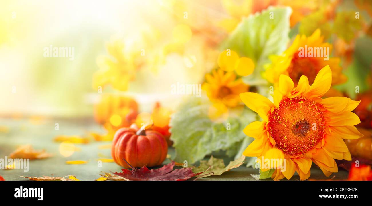 Autumn festive background with sunflowers, pumpkins and fall leaves ...