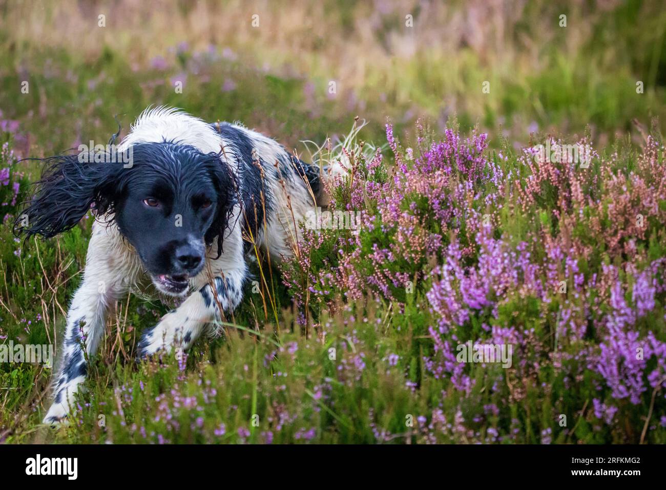 Springer spaniel dog in the flowers hi-res stock photography and images ...