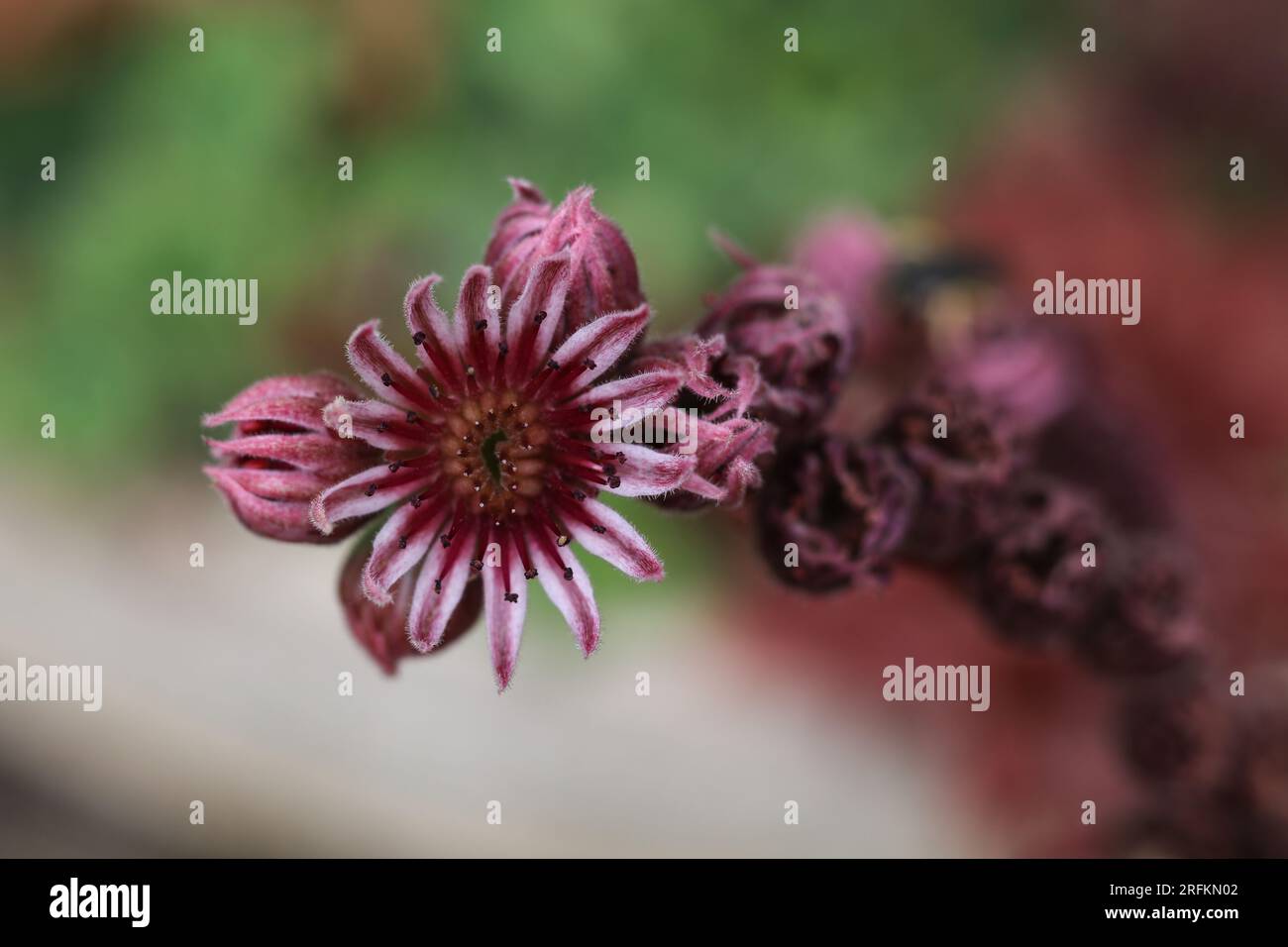 Houseleek sempervivum houseleek house leek succulent garden plant hi ...