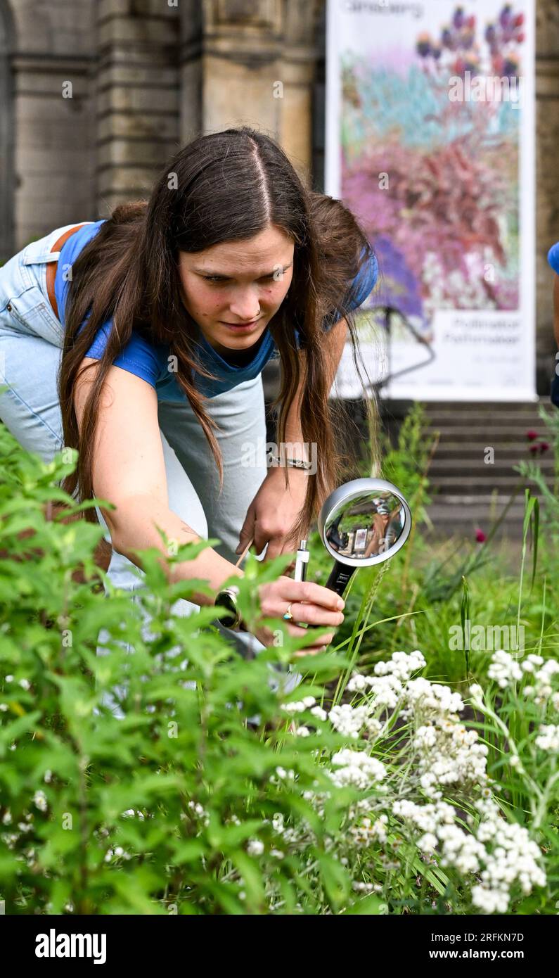 Berlin, Germany. 04th Aug, 2023. Insect expert Laura Breitkreuz counts ...