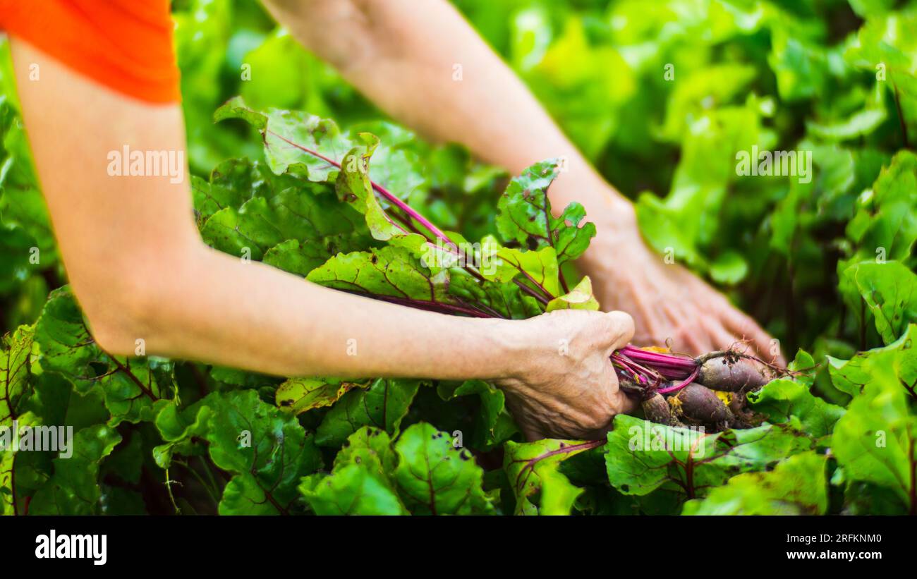 The farmer takes care of the plants in the vegetable garden on the farm ...