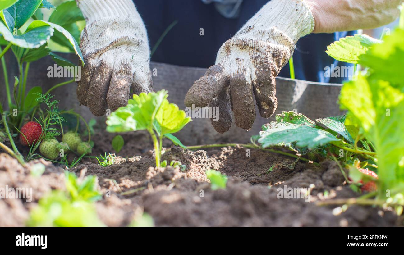 The farmer takes care of the plants in the vegetable garden on the farm ...