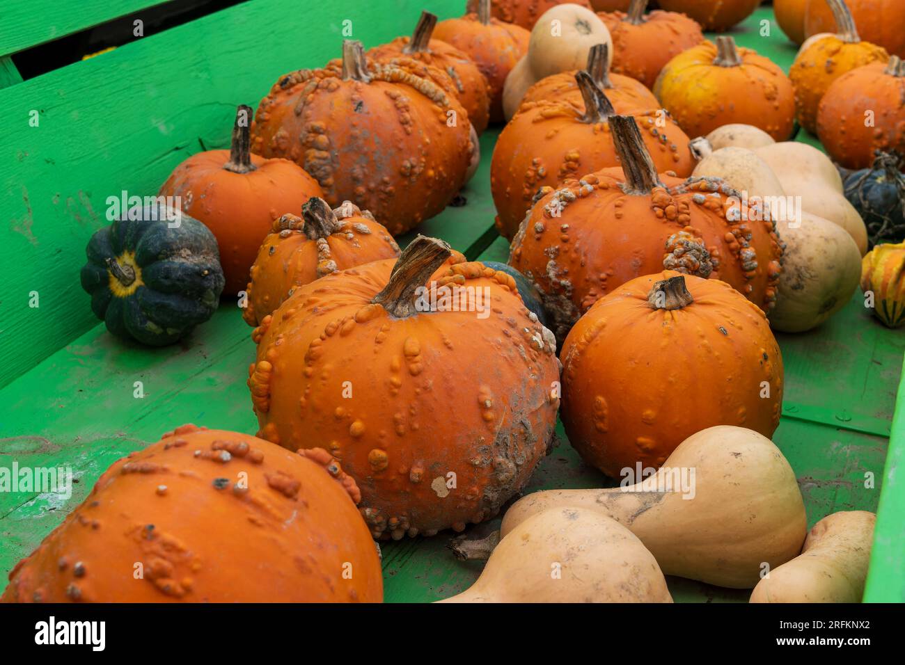 Winter squash species hi-res stock photography and images - Alamy