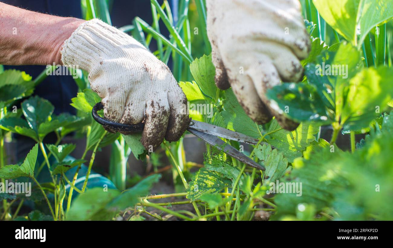 The farmer takes care of the plants in the vegetable garden on the farm ...