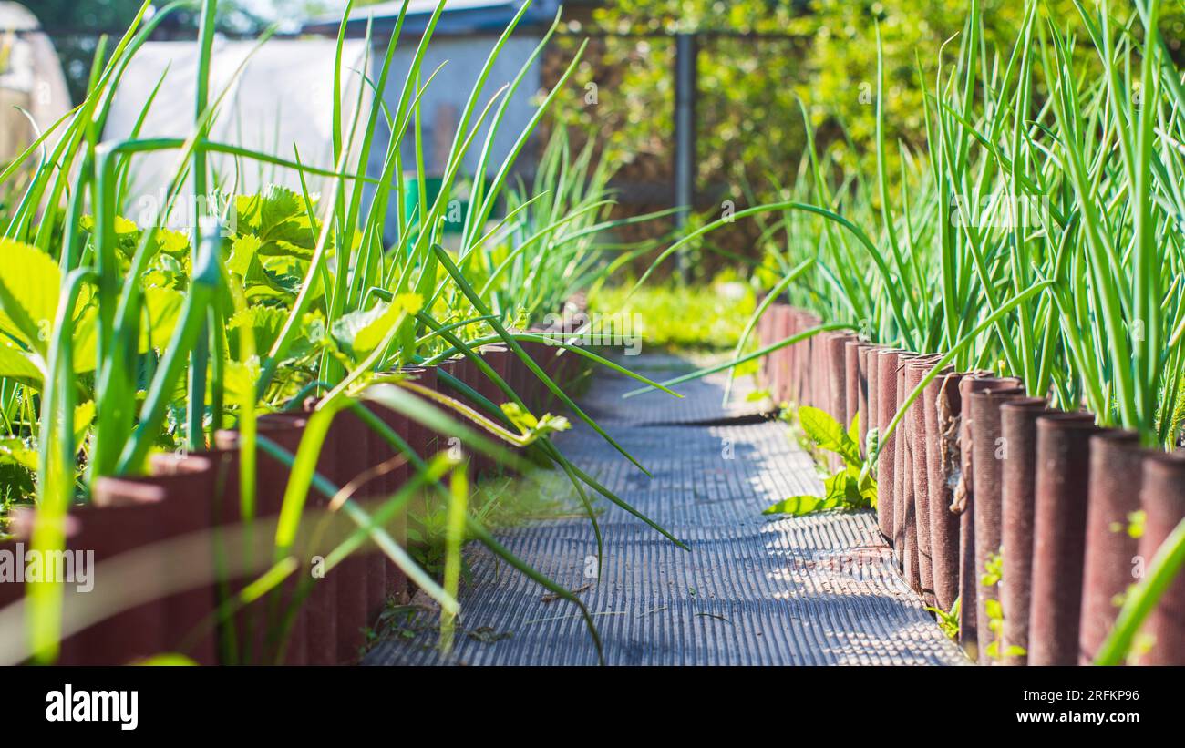 Crops planted in soil get ripe under sun. Cultivated land close up with ...