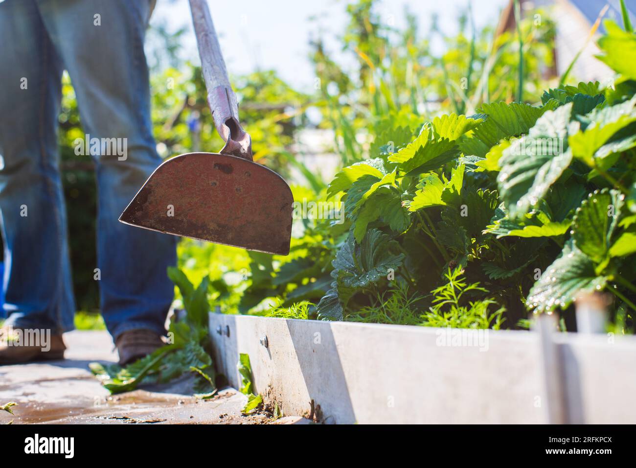 Farmer cultivating land in the garden with hand tools. Soil loosening ...