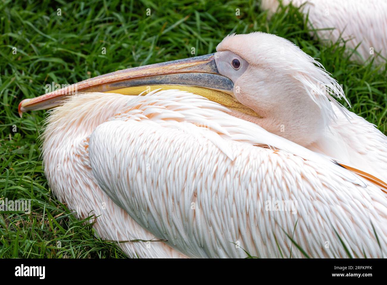 A serene Great White Pelican (Pelecanus onocrotalus) taking a peaceful ...