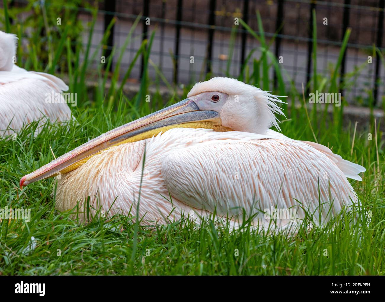 A serene Great White Pelican (Pelecanus onocrotalus) taking a peaceful ...