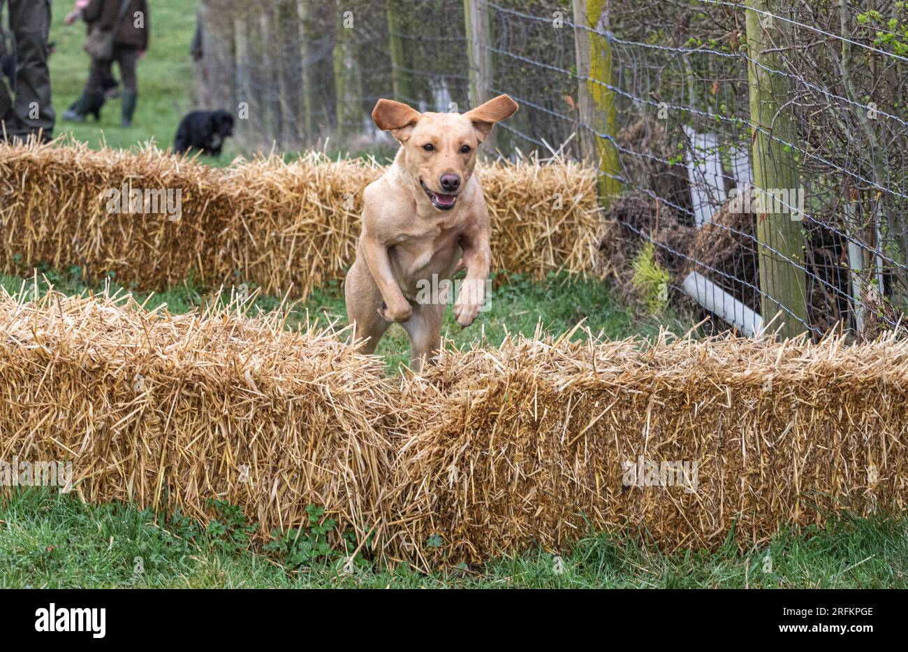 Working Labrador Retriever gun dog training session with Volucris ...